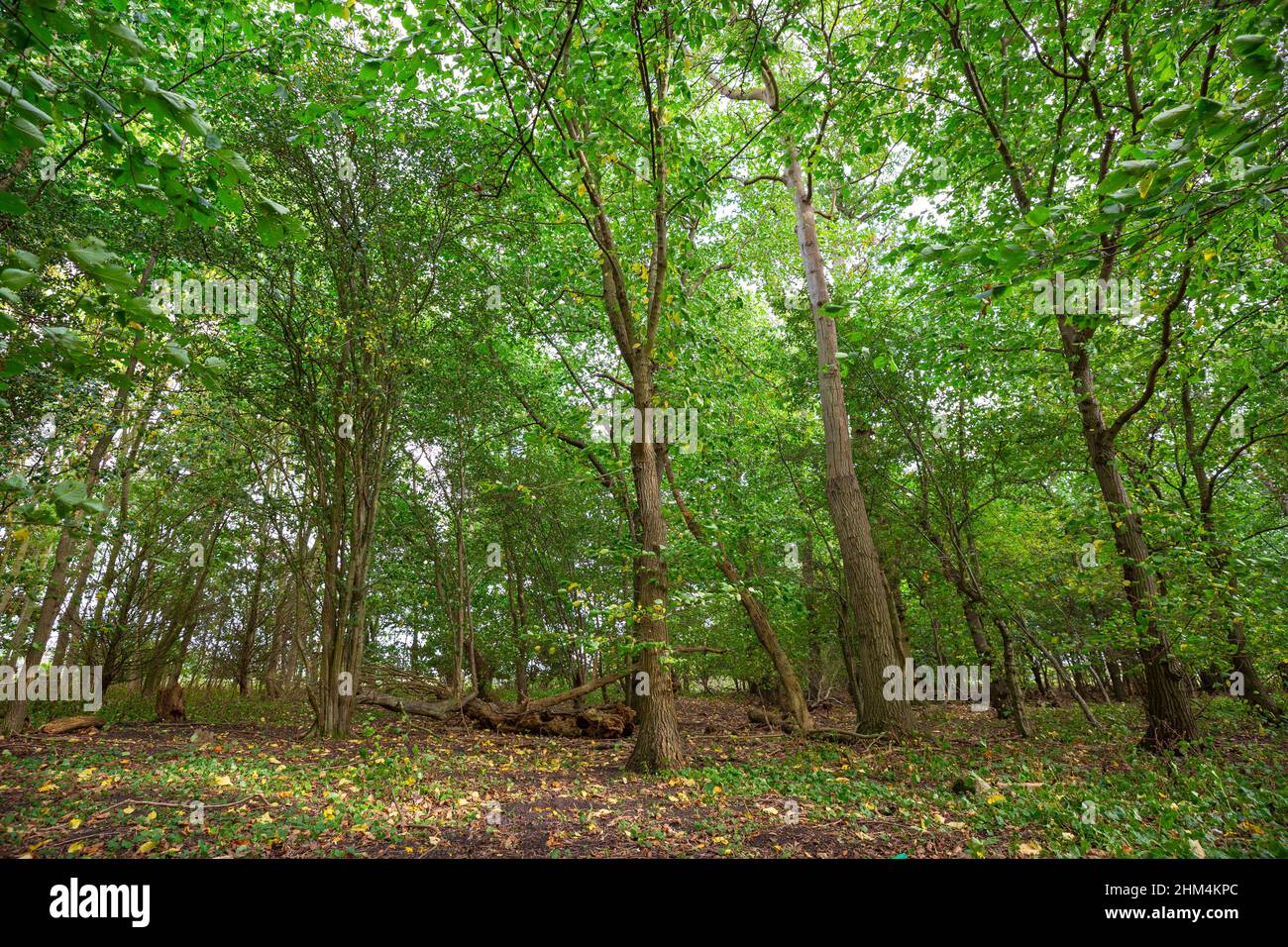 English elm tree ulmus procera hi-res stock photography and images - Alamy