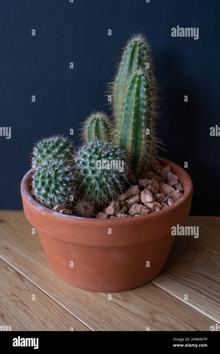 Cacti in a short pot, with a blackboard background, on wood parquet ...