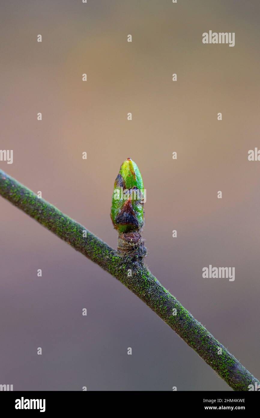 Betula pubescens bud Stock Photo - Alamy