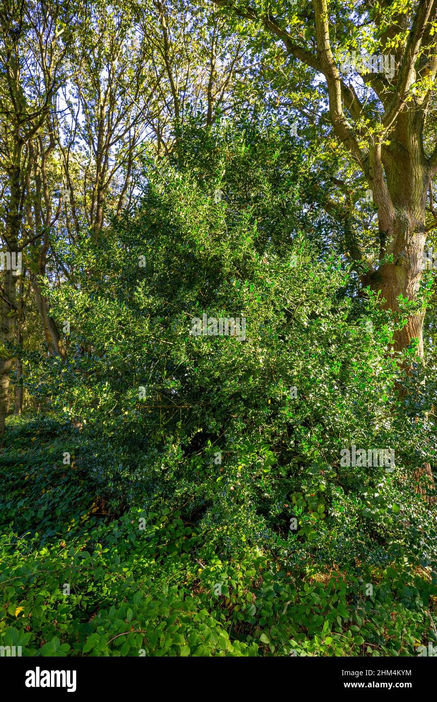 Ilex aquifolium tree hi-res stock photography and images - Alamy
