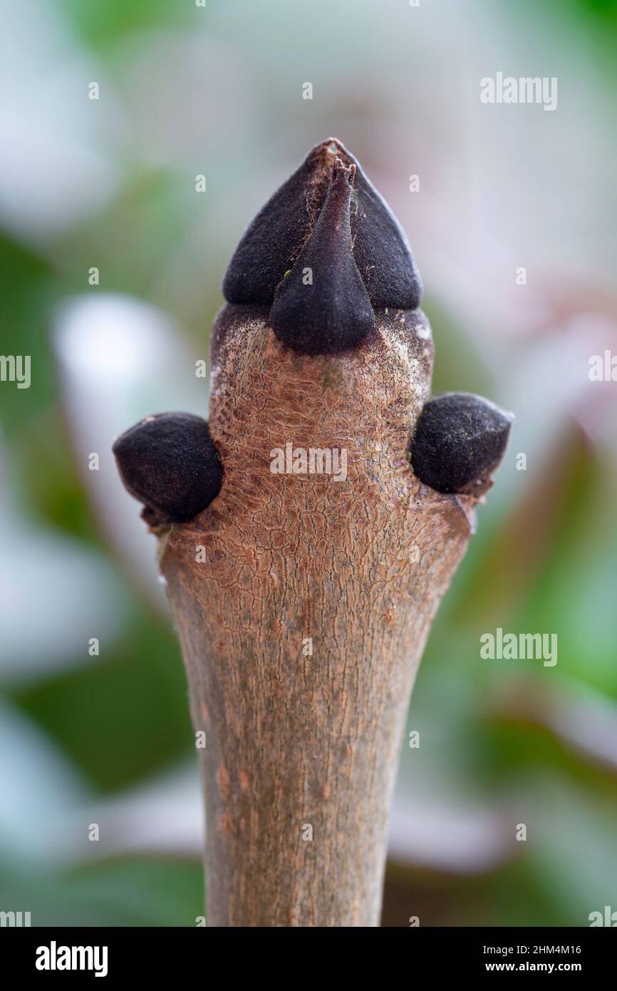 European ash fraxinus excelsior bud hi-res stock photography and images ...