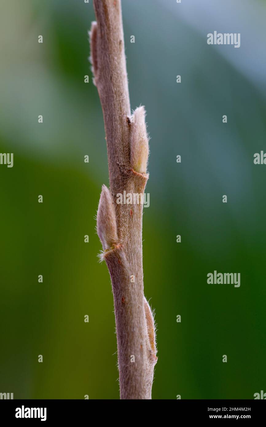 Salix alba buds Stock Photo - Alamy