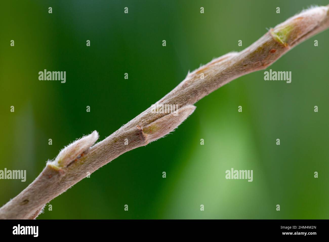 Salix alba buds Stock Photo - Alamy