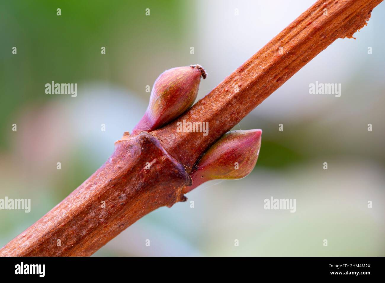 Viburnum opulus buds Stock Photo - Alamy
