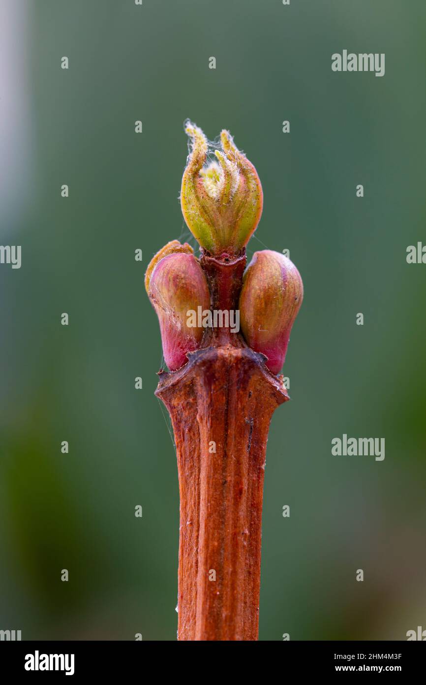 Viburnum opulus buds Stock Photo - Alamy