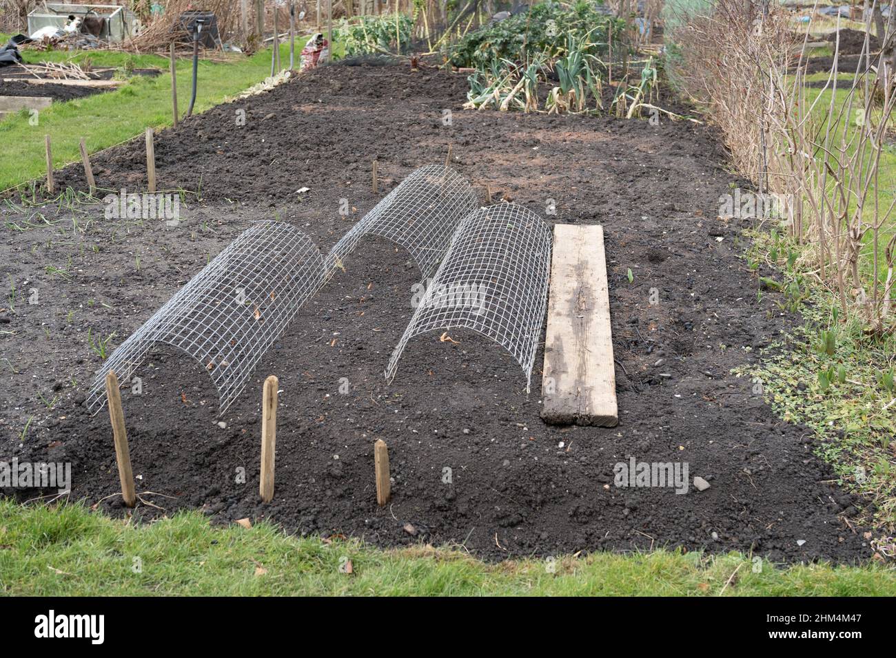 Getting ready for Spring on the allotment. Freshly dug beds in an ...