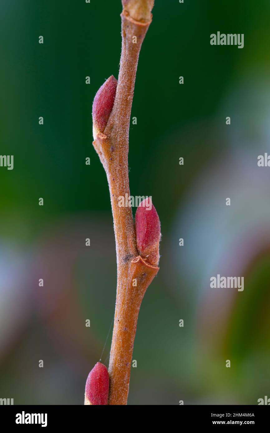 Salix cinerea subsp. oleifolia buds Stock Photo - Alamy