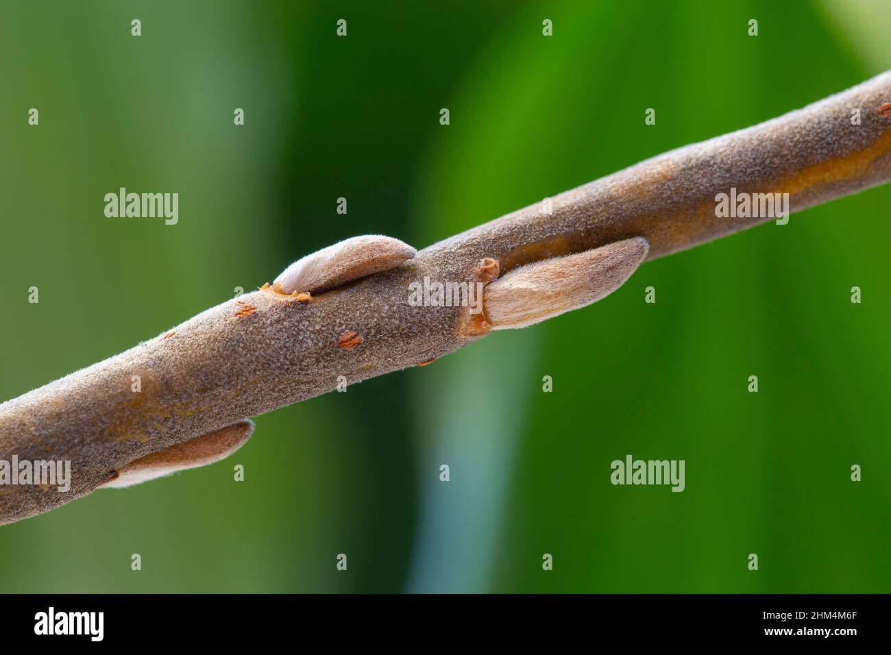 Salix viminalis buds Stock Photo - Alamy