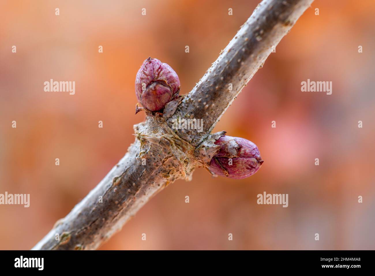 Sambucus nigra buds Stock Photo - Alamy