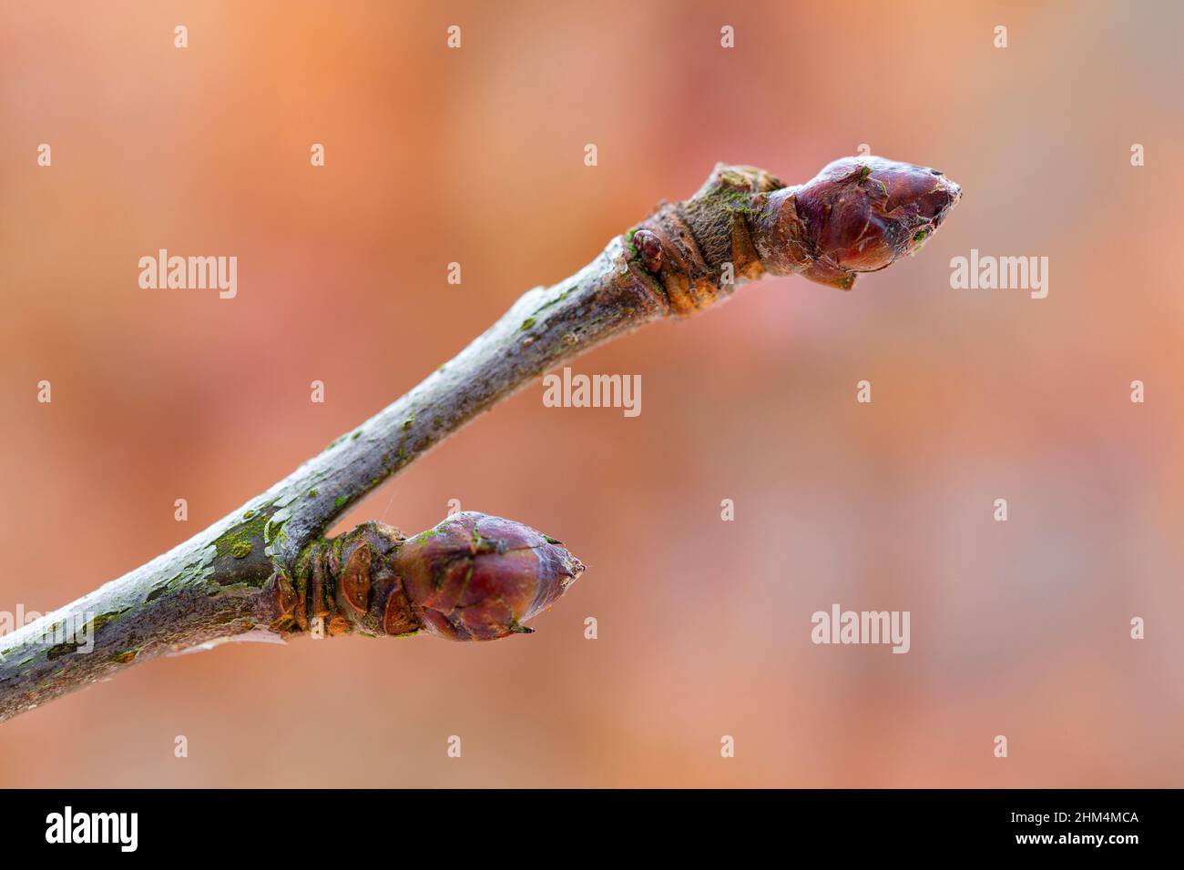 Malus sylvestris buds Stock Photo - Alamy
