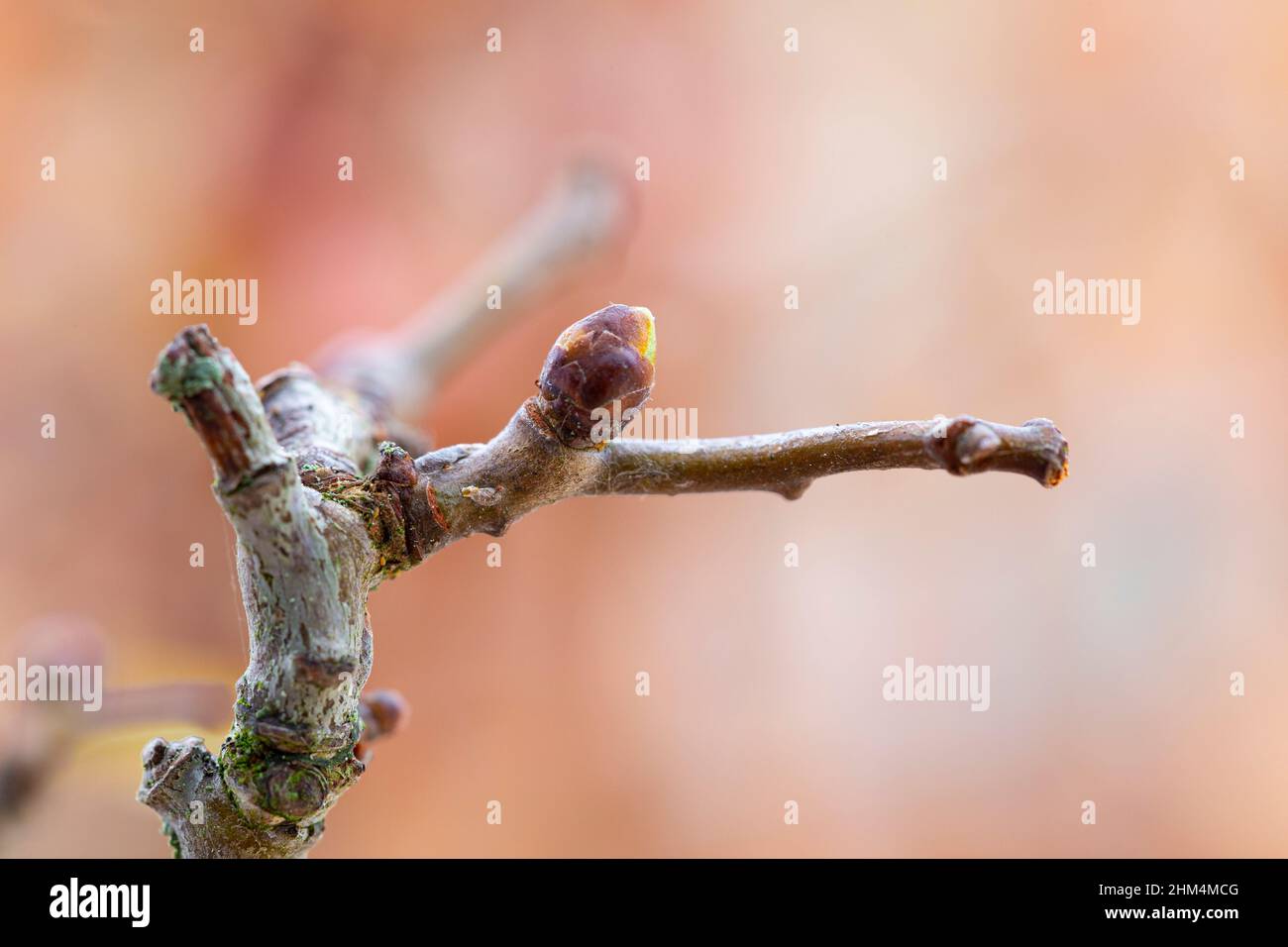Crataegus laevigata bud Stock Photo - Alamy