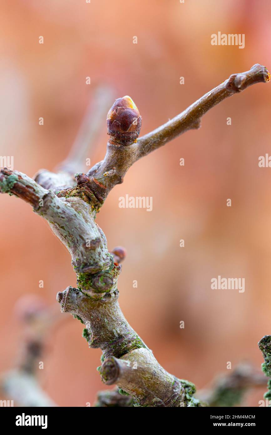 Crataegus laevigata winter hi-res stock photography and images - Alamy