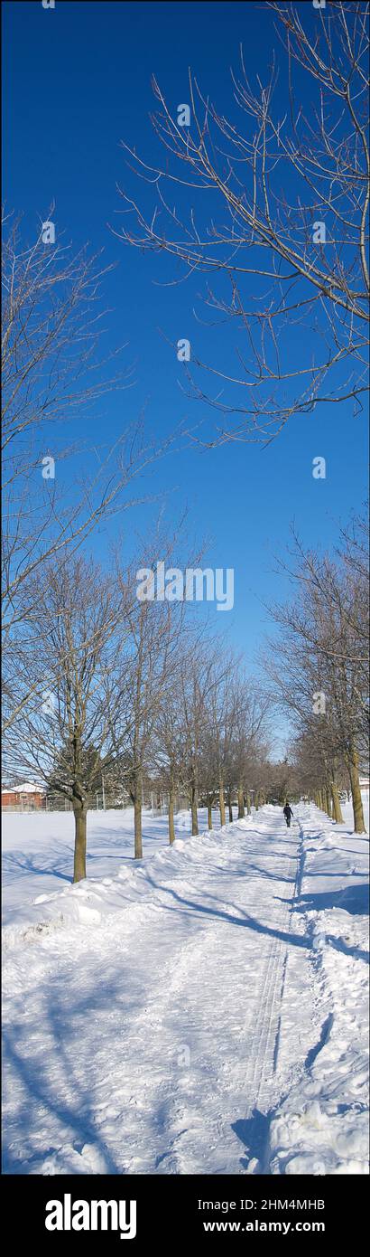 Panoramic vertical photo of the footpath with treelined for a winter ...