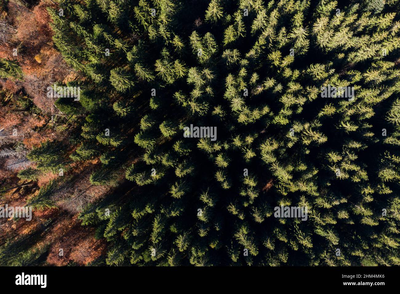 Drone flying over tree canopy hi-res stock photography and images - Alamy