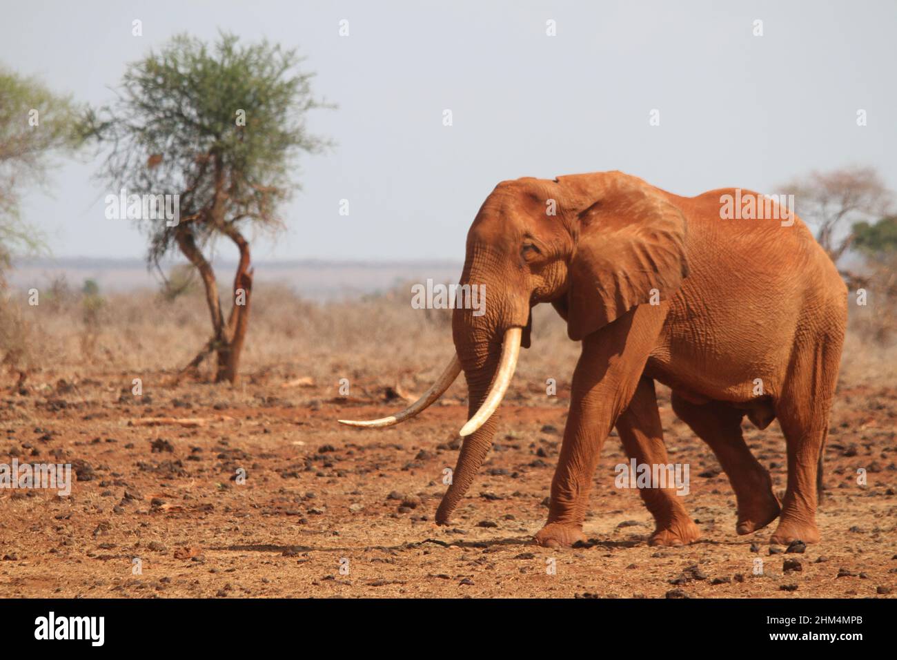 Big Elephant In Kenya Stock Photo - Alamy