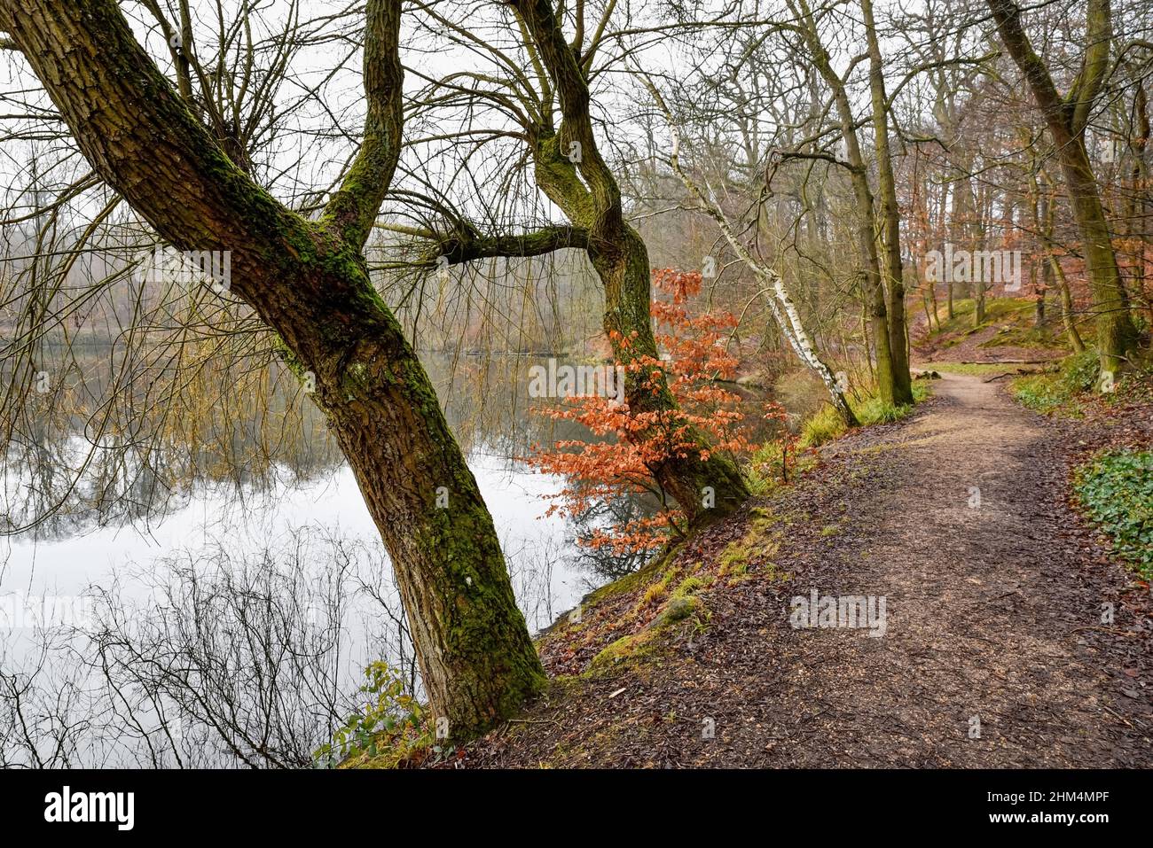 Golden path in a beautiful forest Stock Photo - Alamy