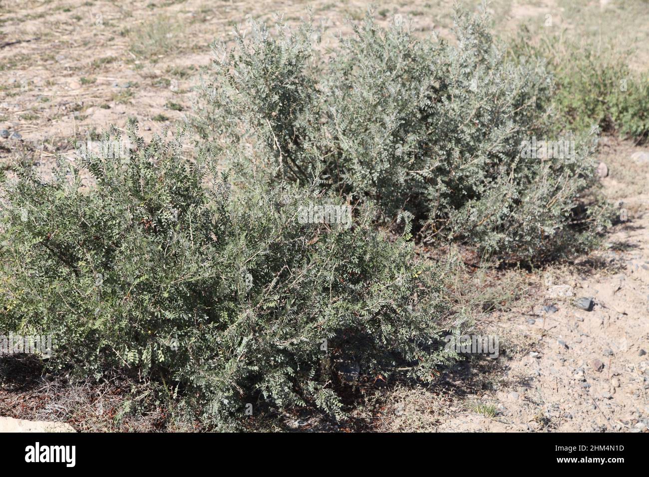 Gobi and desert plants Stock Photo - Alamy