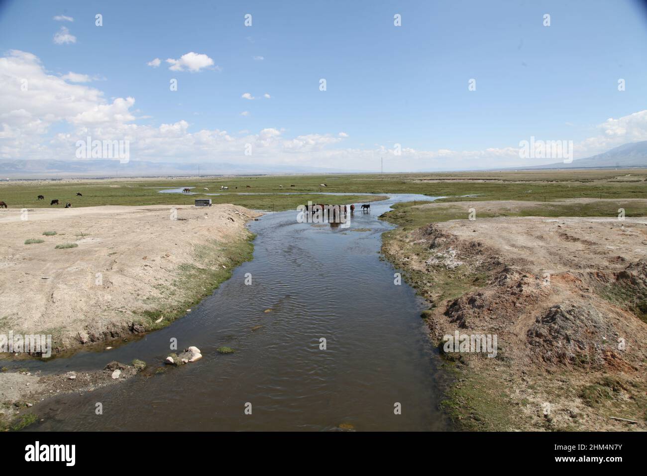Xinjiang horse hi-res stock photography and images - Alamy