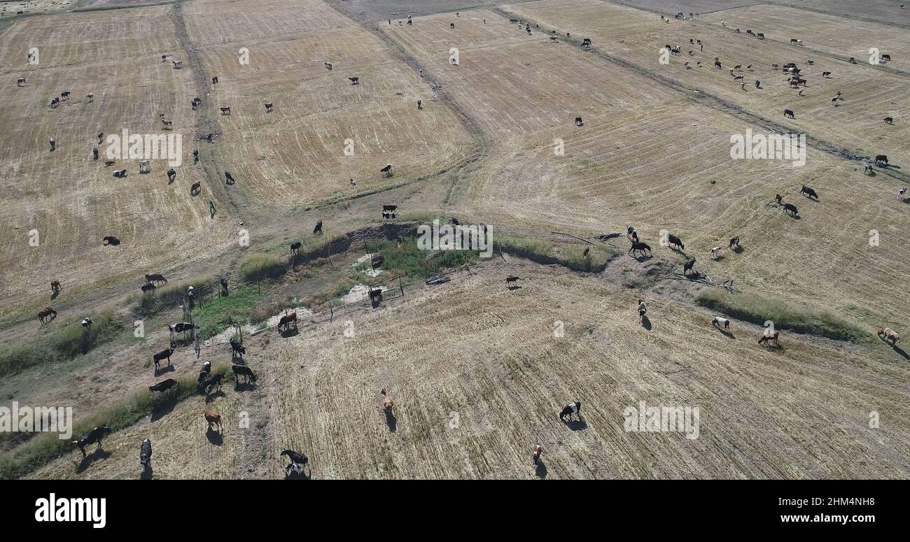 Xinjiang barkol the autumn harvest, cattle and sheep, wheat fertilizer ...