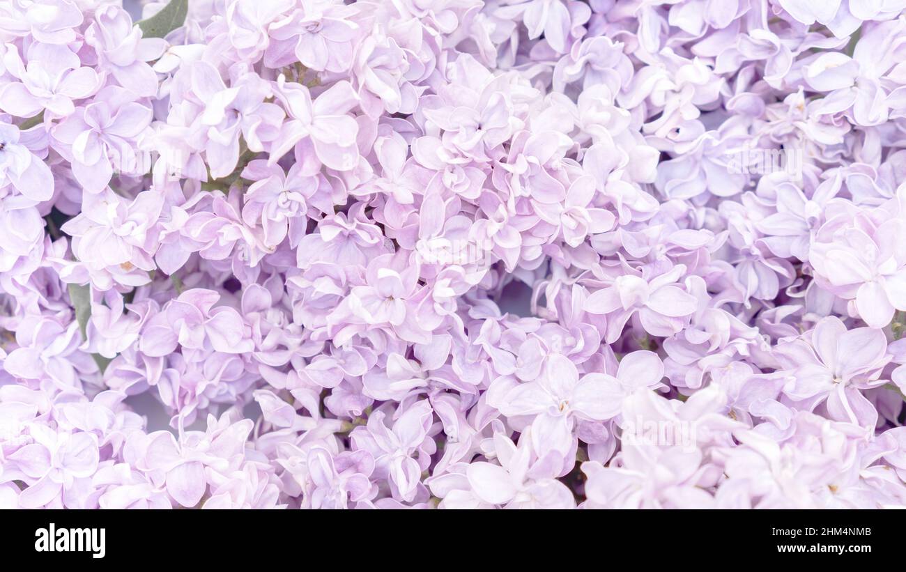 Lavender Color Flower Wallpaper