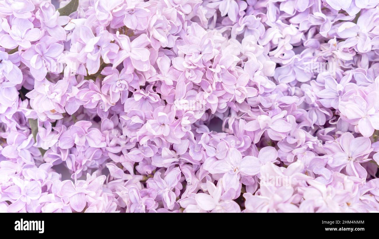 Light Violet Flower Background