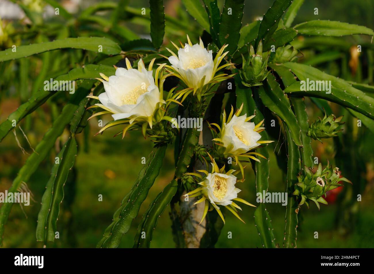 Pitaya pitaya flower pitaya flower Stock Photo - Alamy