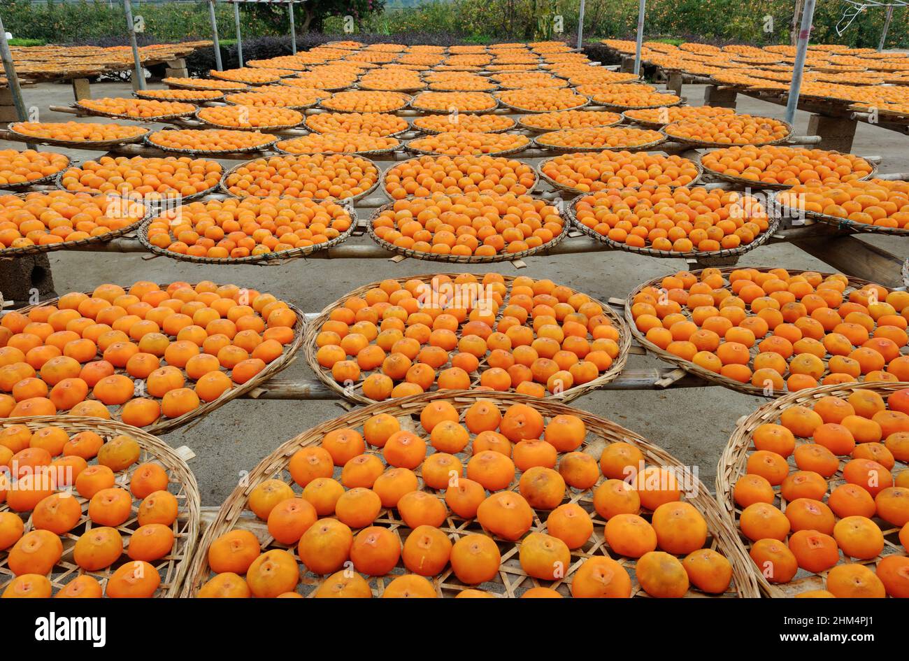 Persimmon images hi-res stock photography and images - Alamy