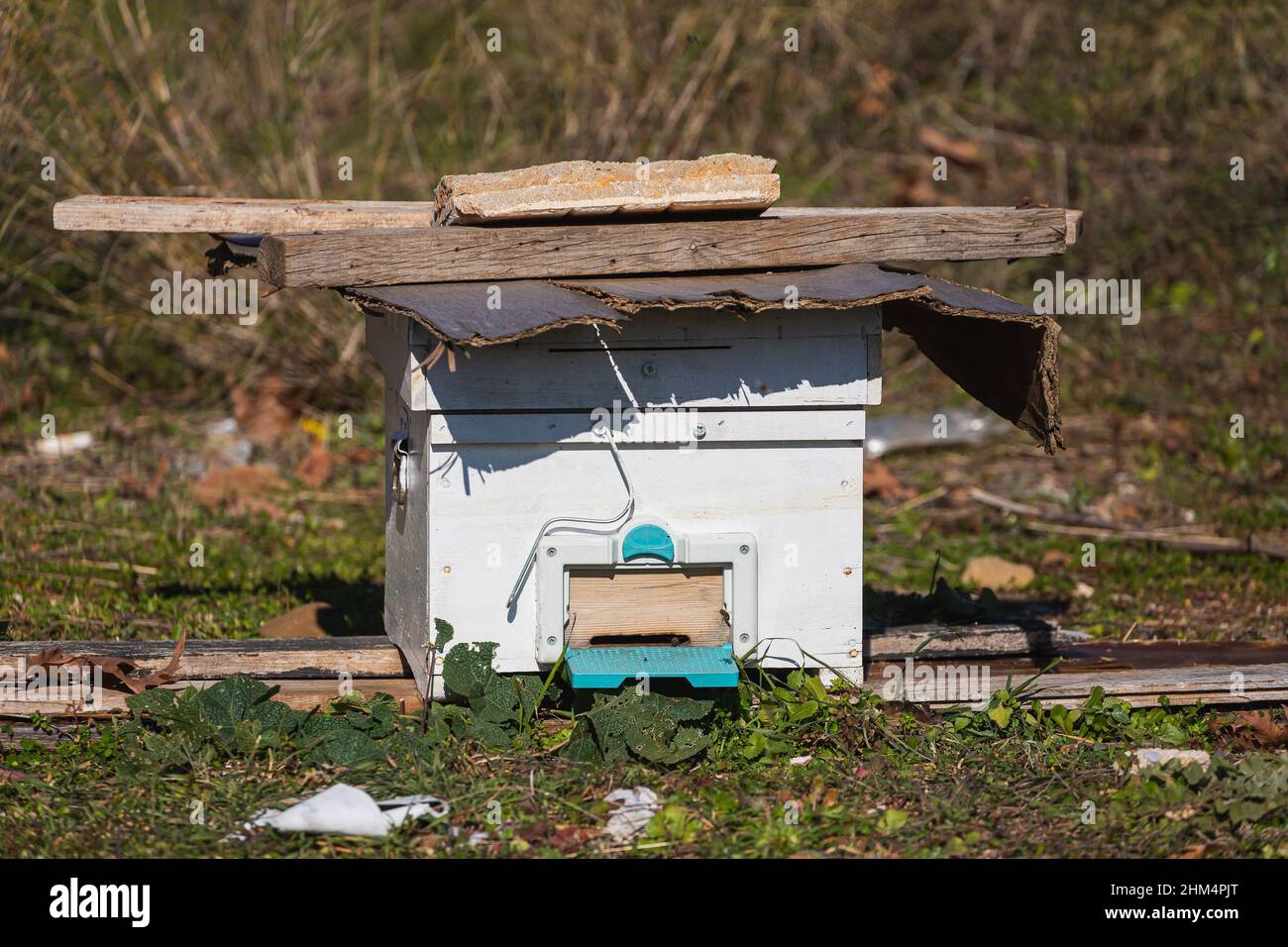 Close-up of a white beehive in a farm area Stock Photo - Alamy