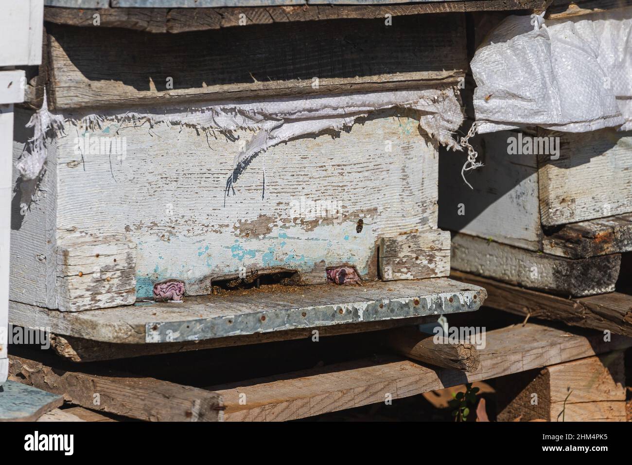 Close-up of a white beehive in a farm area Stock Photo - Alamy