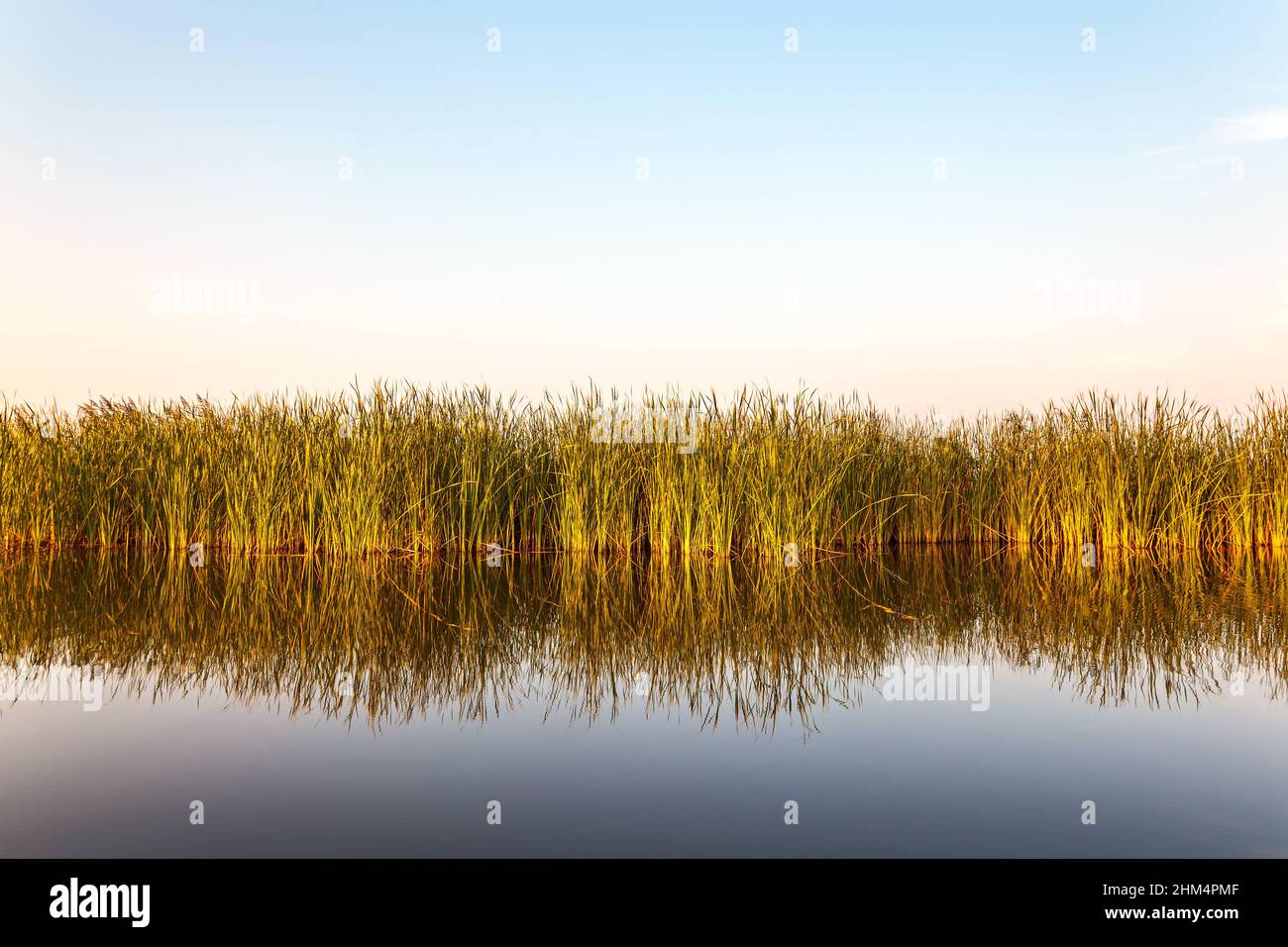 River with reed reflected in the water in Friesland, The Netherlands ...