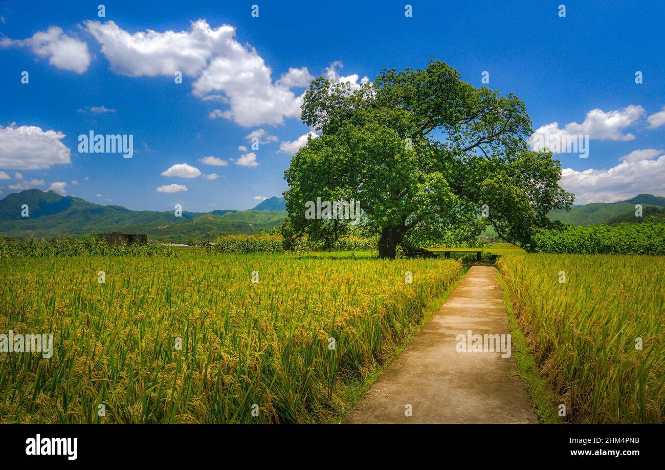 Rice pastoral scenery Stock Photo - Alamy