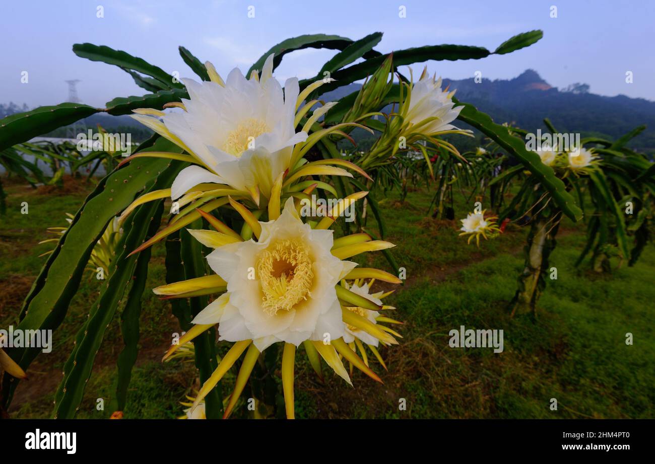 Fire dragon fruit hi-res stock photography and images - Alamy