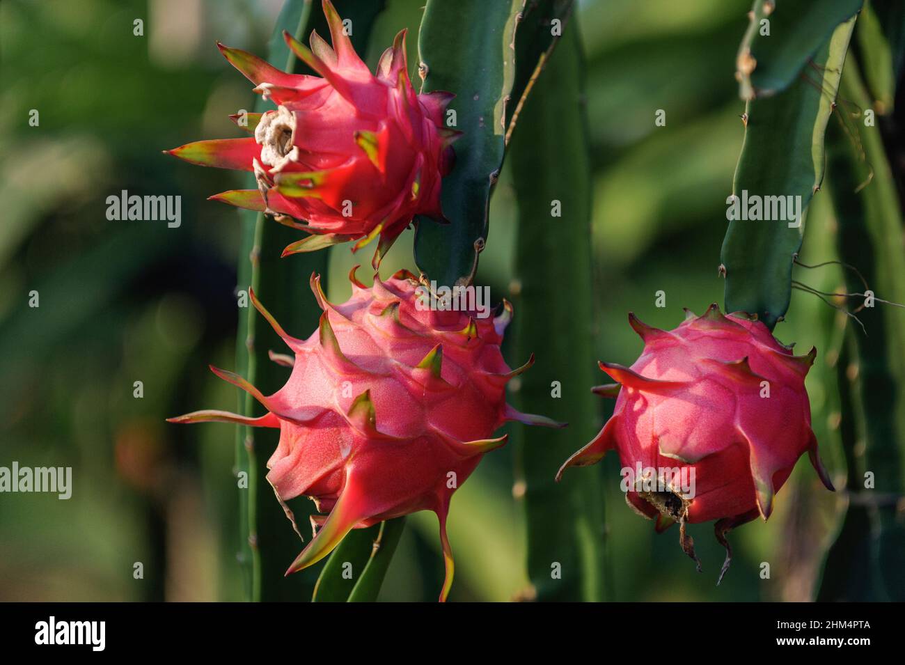 Images pitaya hi-res stock photography and images - Alamy