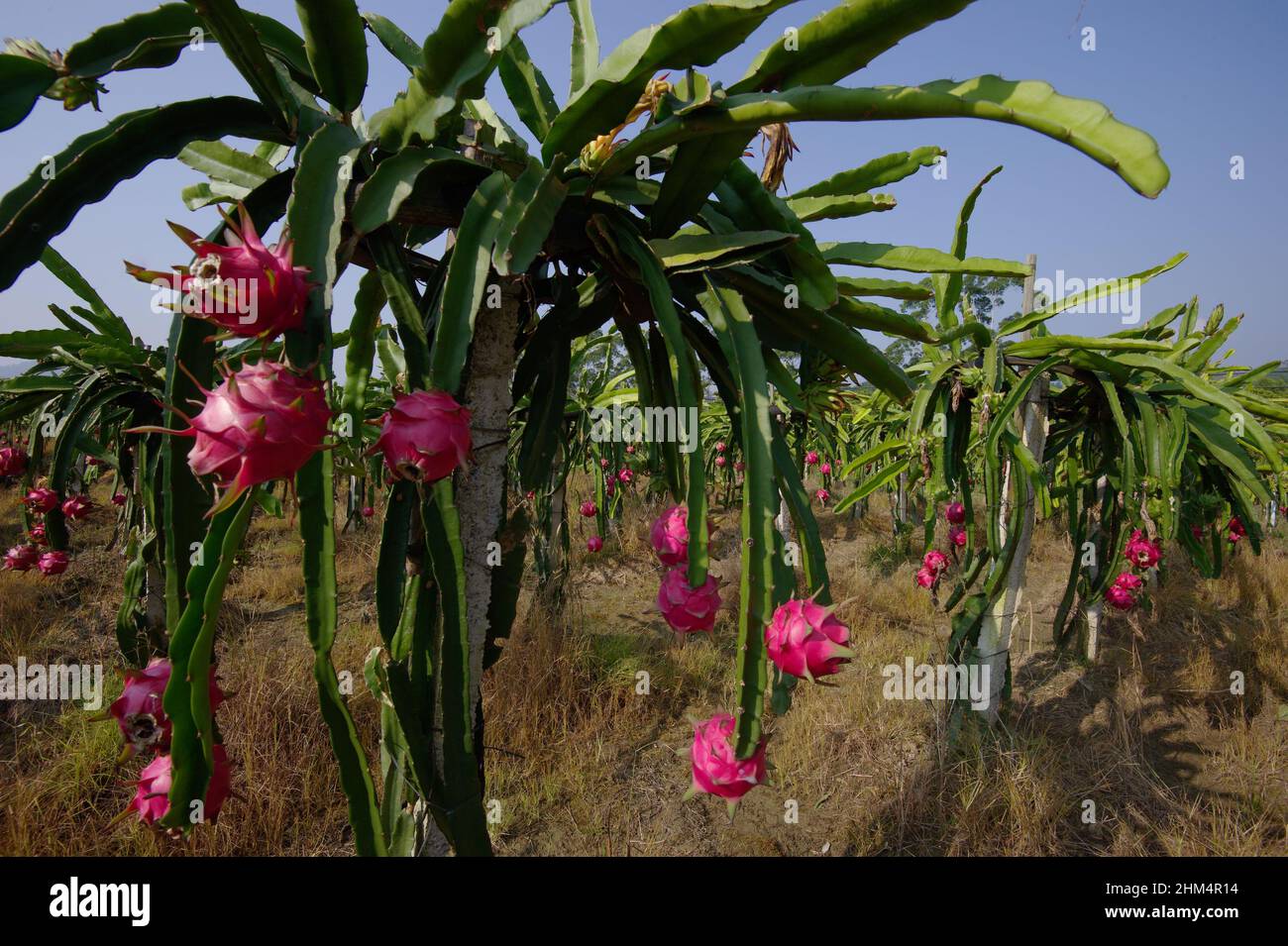 Images pitaya hi-res stock photography and images - Alamy