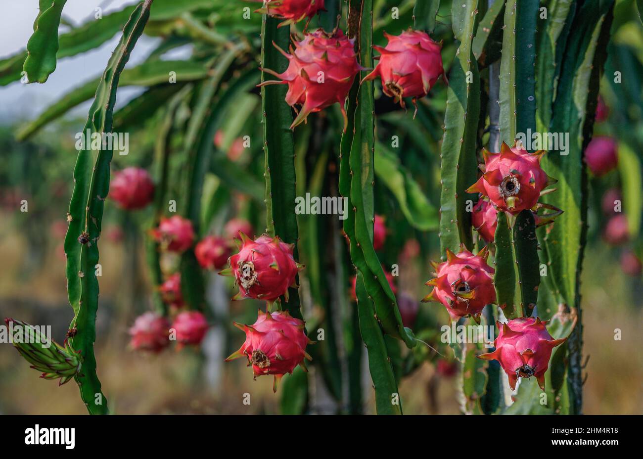 Images pitaya hi-res stock photography and images - Alamy