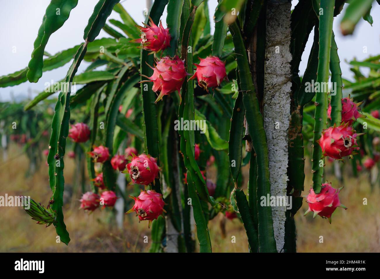 Images pitaya hi-res stock photography and images - Alamy