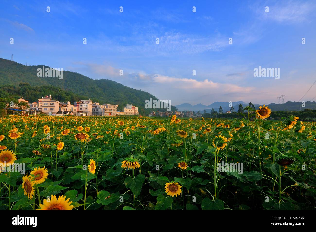 Country sunflower hi-res stock photography and images - Alamy