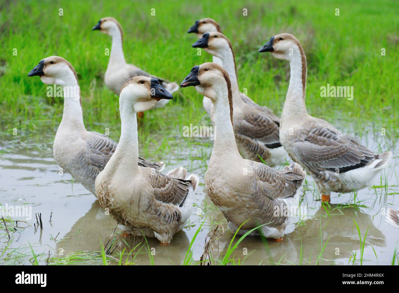 Goose features hi-res stock photography and images - Alamy