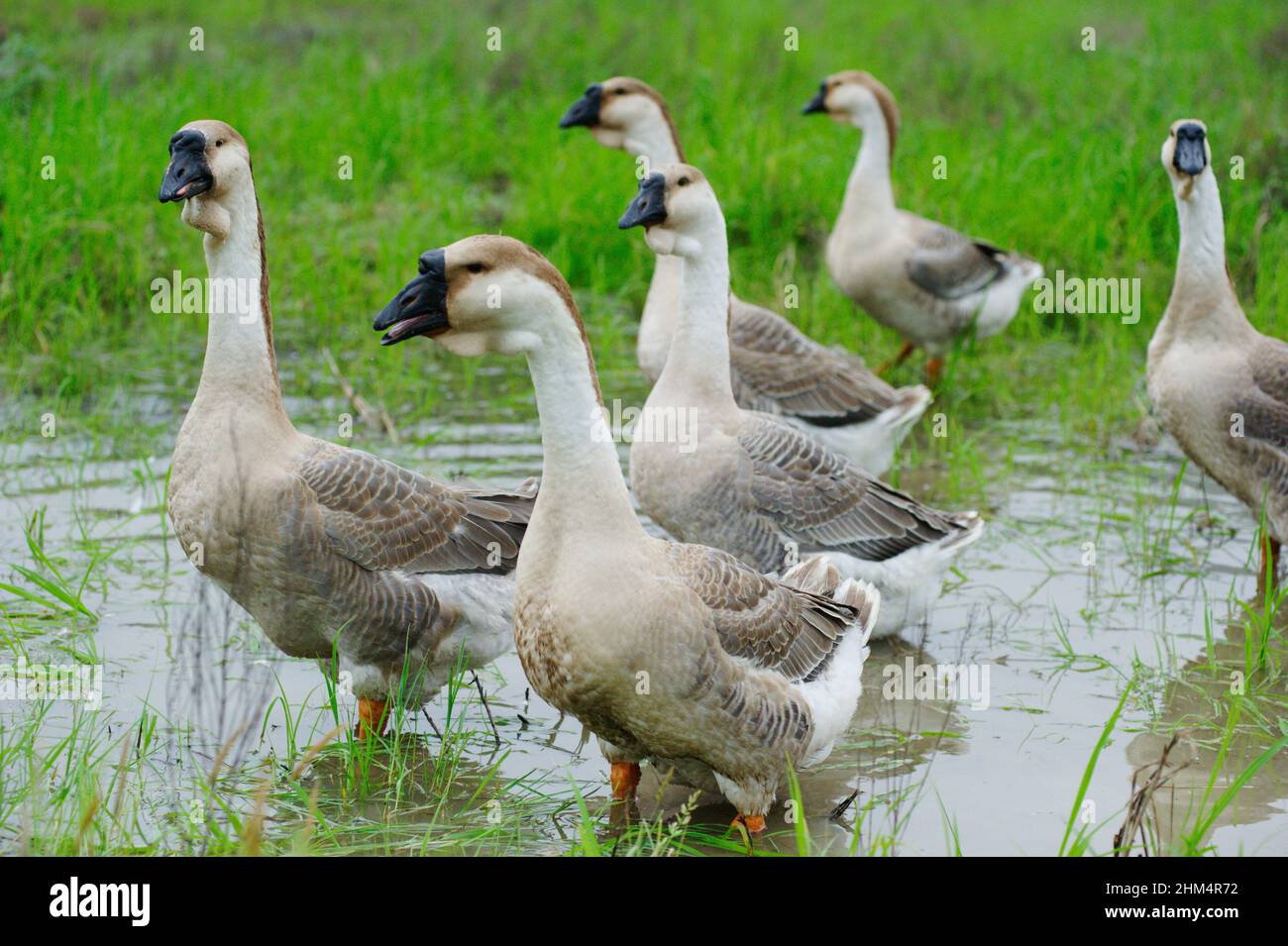 Poultry and goose hi-res stock photography and images - Alamy