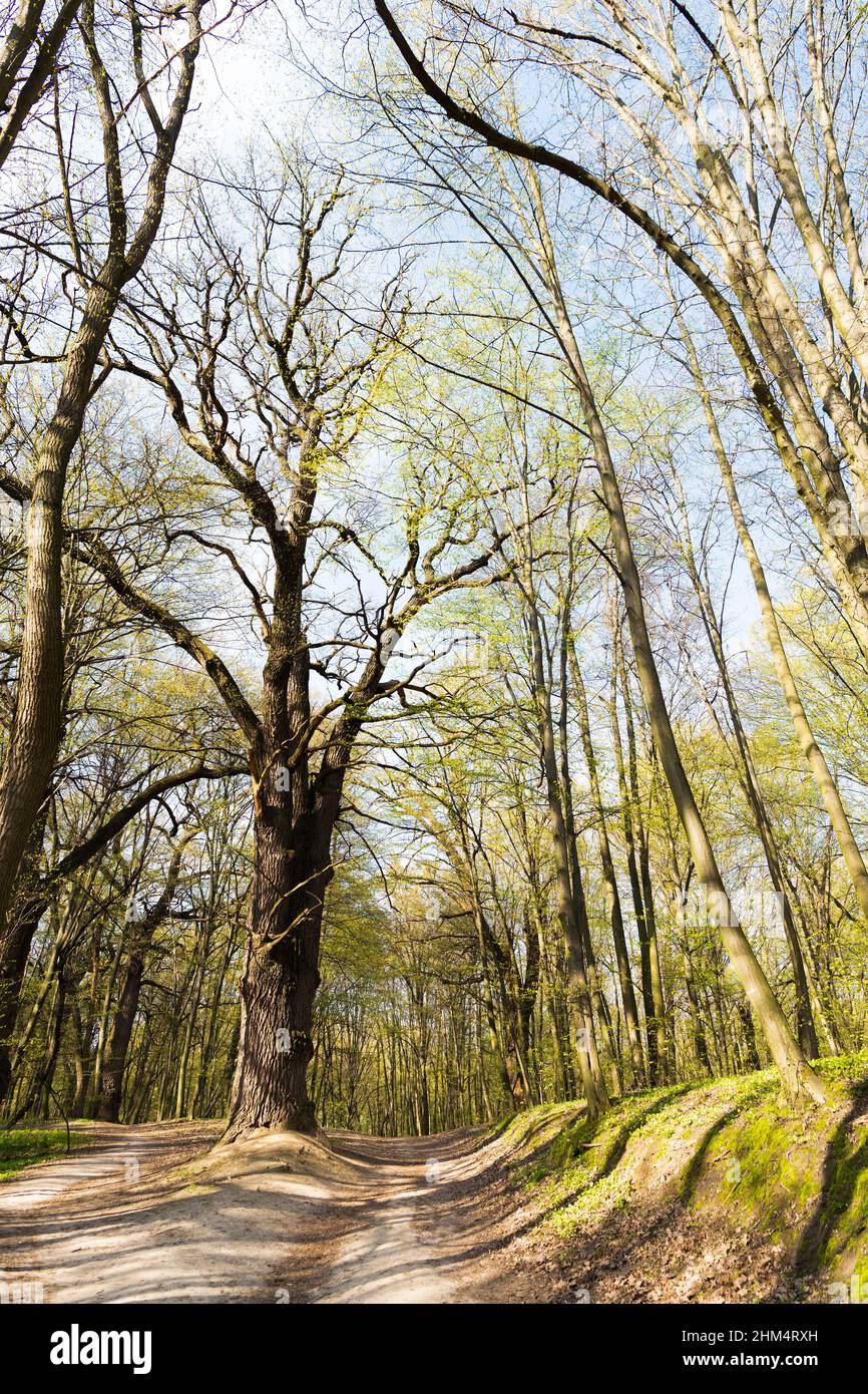 Sunny path through deciduous trees in spring forest, landscape Stock ...