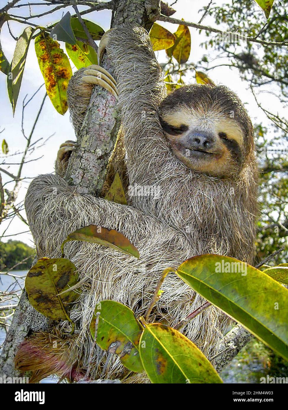 Sloth Habitats Of The World