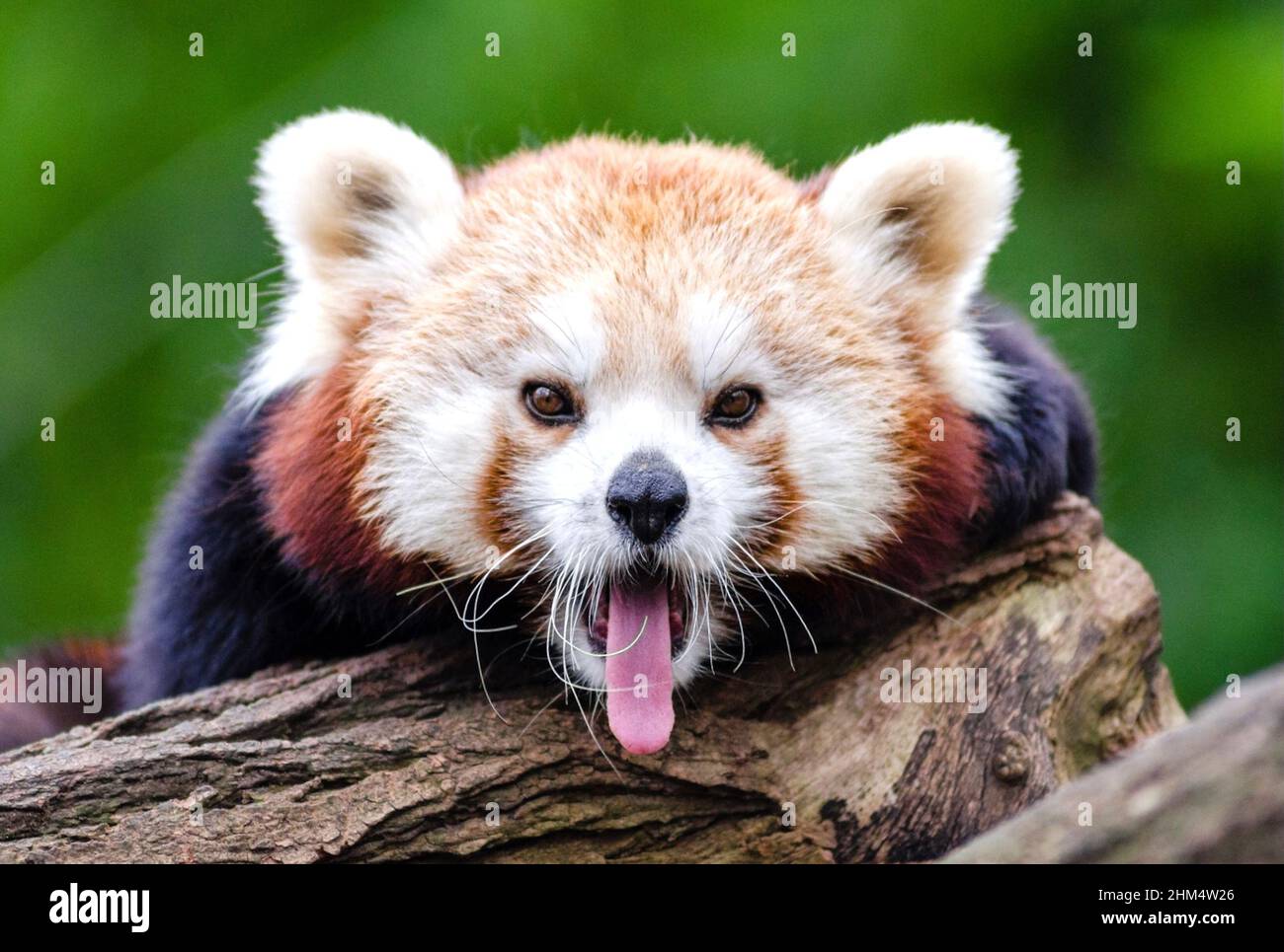 Red panda picture hi-res stock photography and images - Alamy