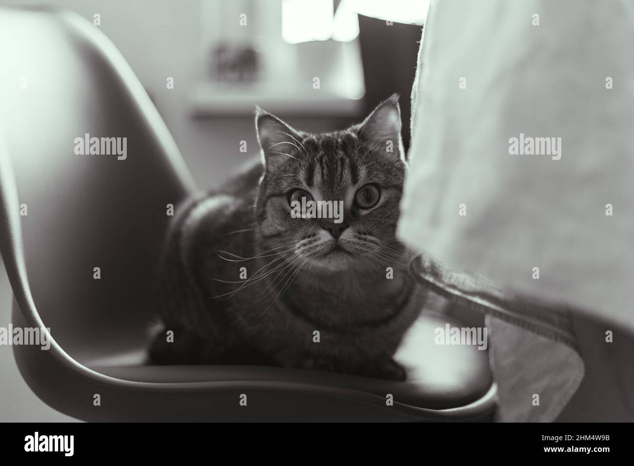 The cat sits on a chair near the dining table Stock Photo - Alamy