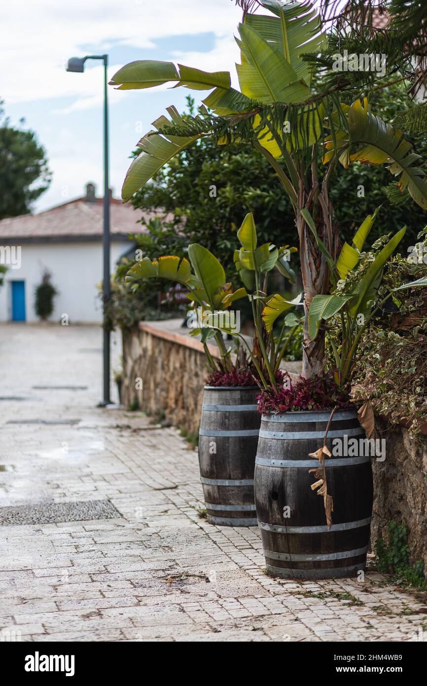 Beautiful vintage wooden pots in the shape of a barrel with palm trees ...