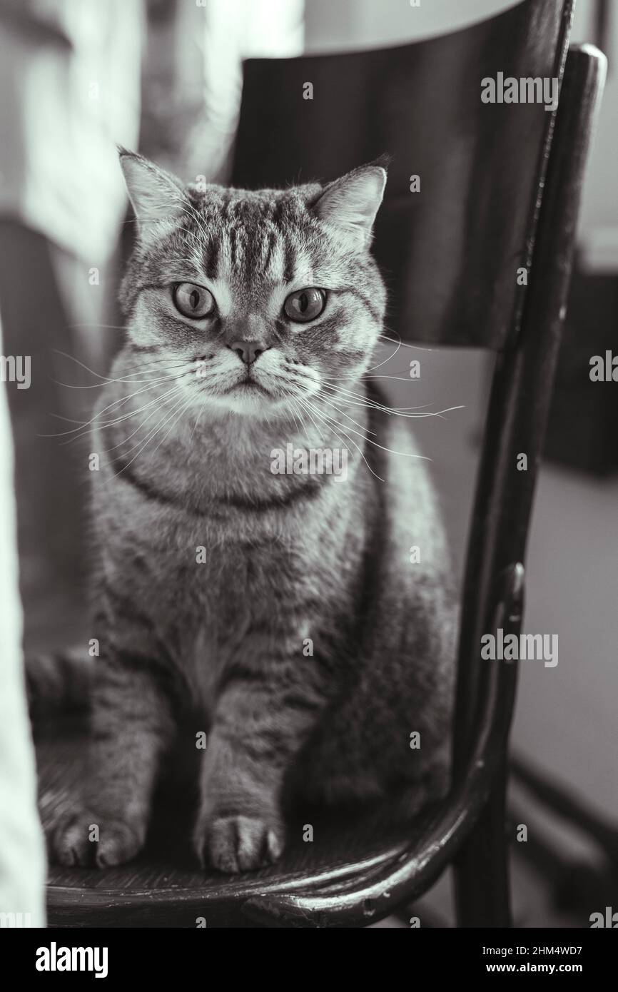 The cat sits on a chair near the dining table Stock Photo - Alamy