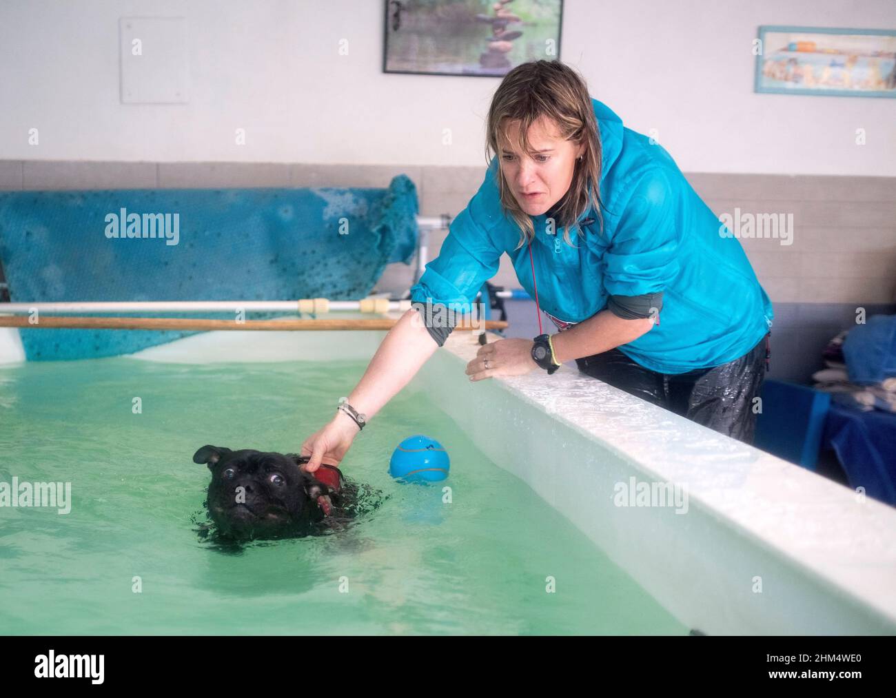 staffordshire bull terrier swimming in a swimming pool Stock Photo - Alamy