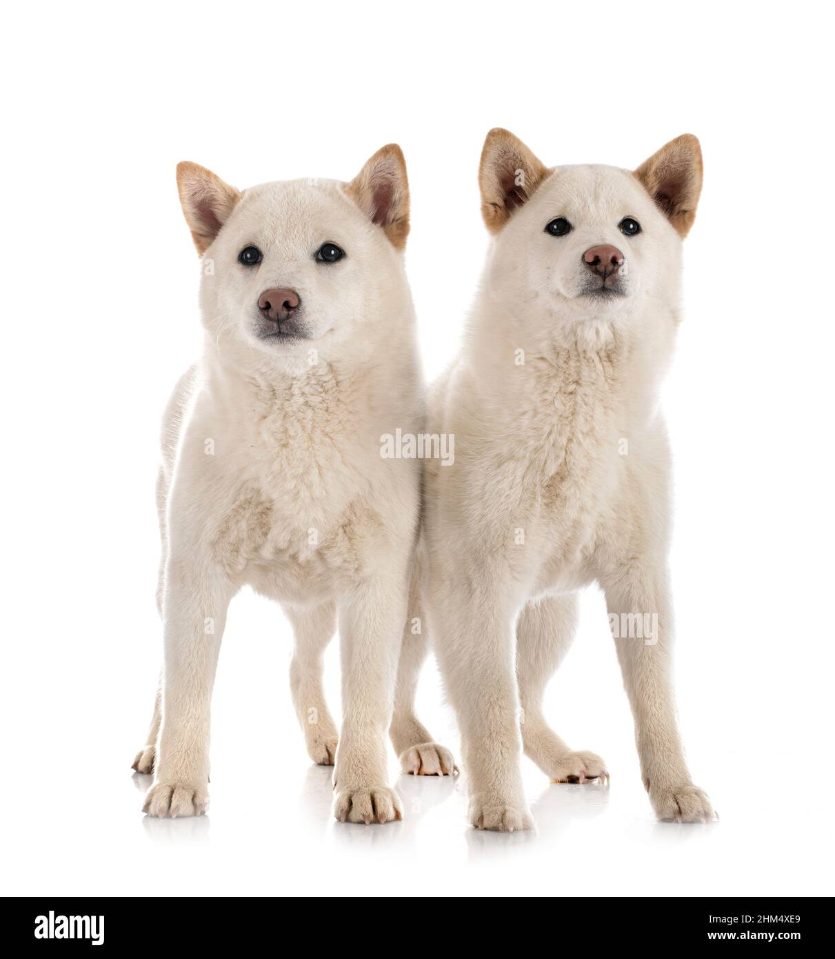 white shiba inus in front of white background Stock Photo - Alamy
