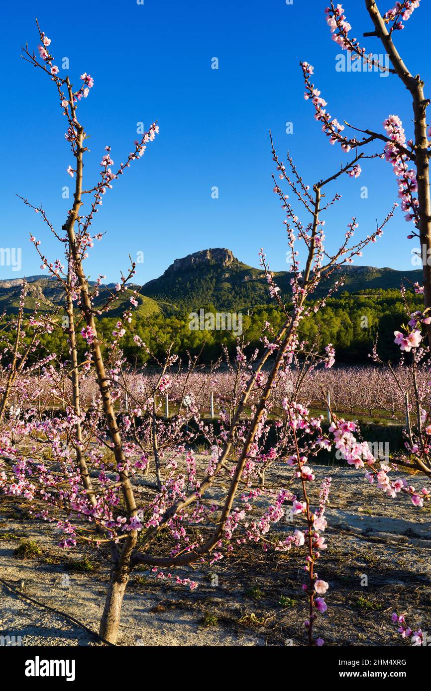 Peach blossom in Cieza La Torre. Photography of a blossoming of peach ...