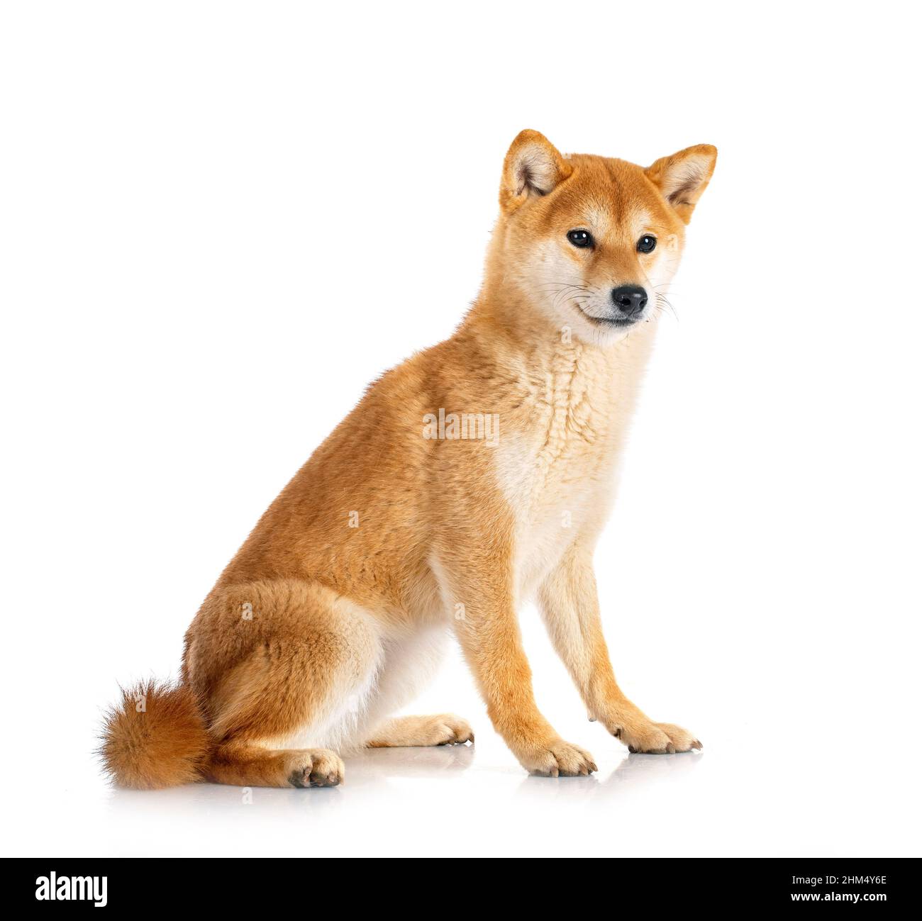 shiba inu in front of white background Stock Photo - Alamy