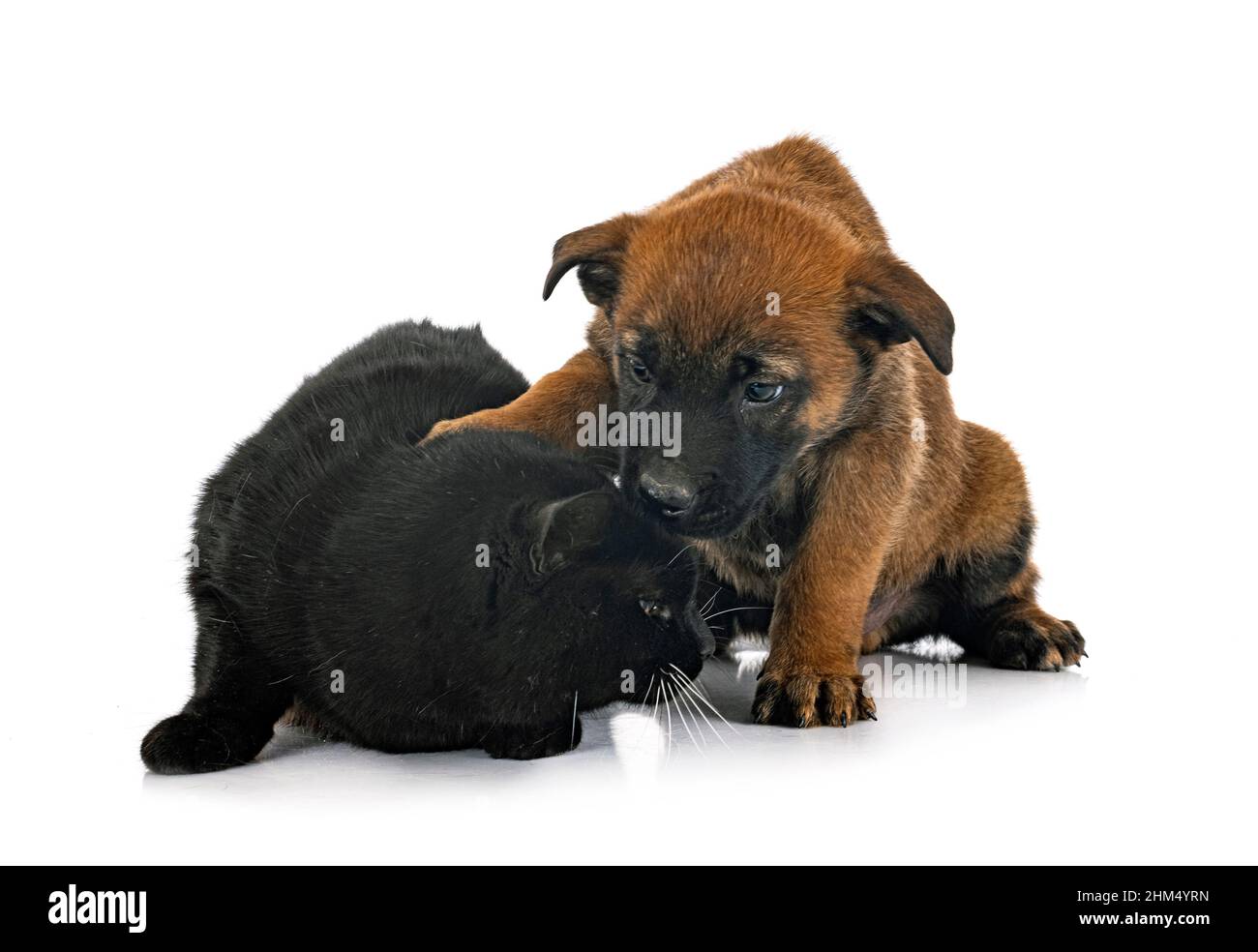 puppy belgian shepherd and cat in front of white background Stock Photo ...